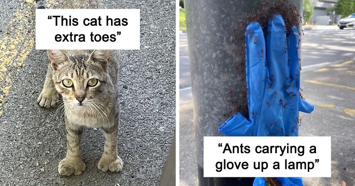 50 Times People Saw Something Odd In Nature And Shared It In This ...