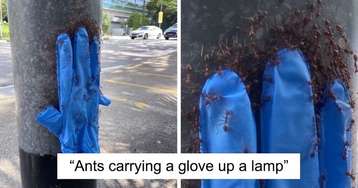 50 Times People Saw Something Odd In Nature And Shared It In This ...