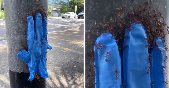 50 Times People Saw Something Odd In Nature And Shared It In This ...