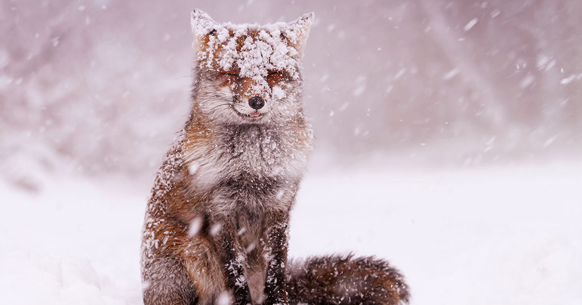 My 19 Pictures Of A Fox In Winter Wonderland | Bored Panda