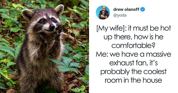 Mission “Raccoon Removal”: This Guy’s Live Tweets About How He’s Trying ...