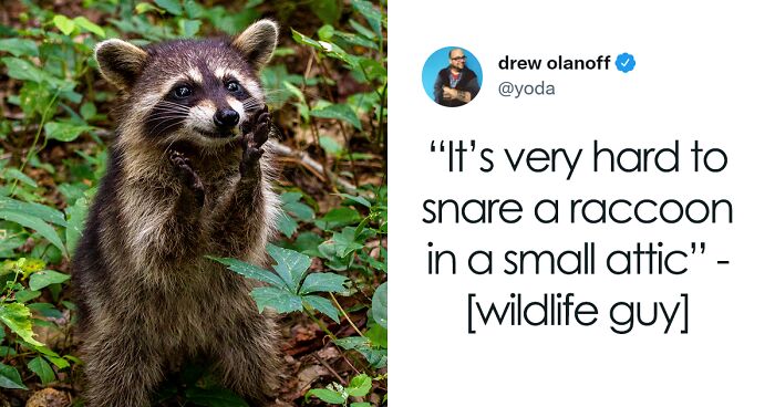 Mission “Raccoon Removal”: This Guy’s Live Tweets About How He’s Trying ...