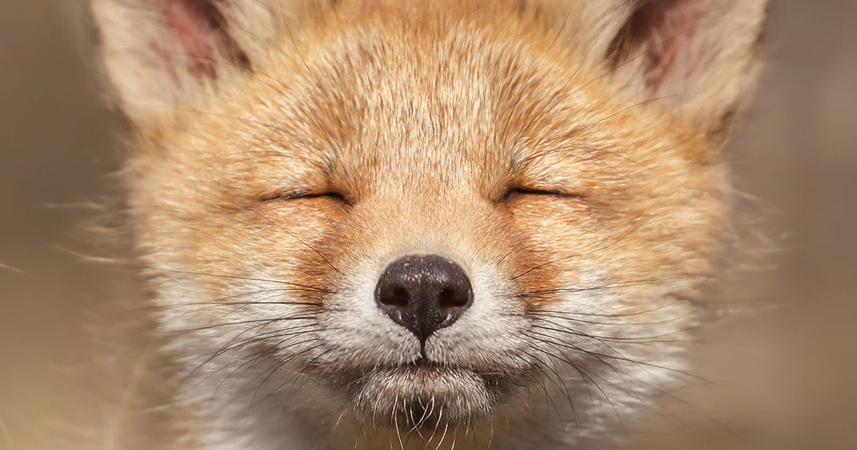 I Took 30 Pictures Of Different Foxes That Tell A Lot About Their ...
