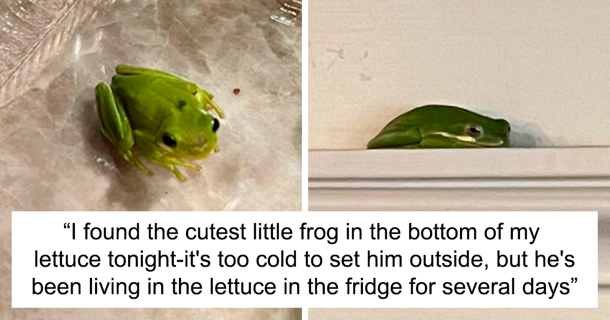 Guy Tweets Adorable Story Of How He Ended Up Adopting A Tiny Tree Frog ...