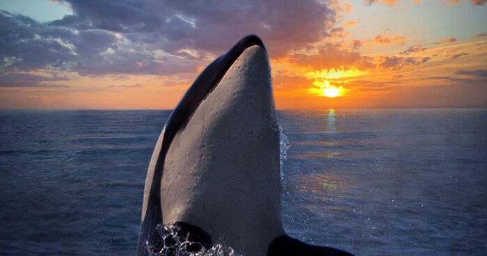 Professional Photographer Captures Magical Photos Of Orcas Basking In A ...