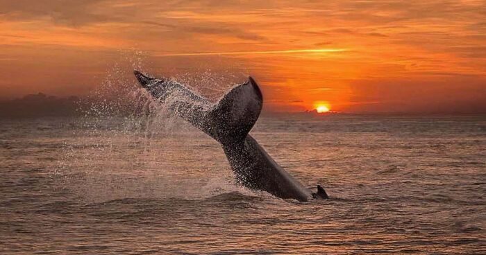 Professional Photographer Captures Magical Photos Of Orcas Basking In A ...