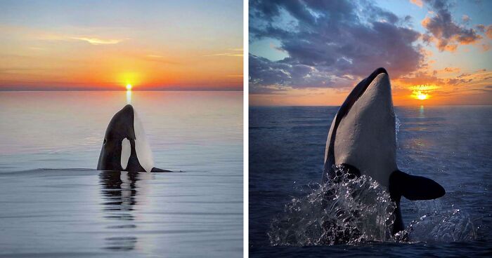 Professional Photographer Captures Magical Photos Of Orcas Basking In A ...