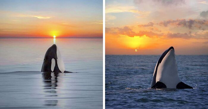 Professional Photographer Captures Magical Photos Of Orcas Basking In A ...