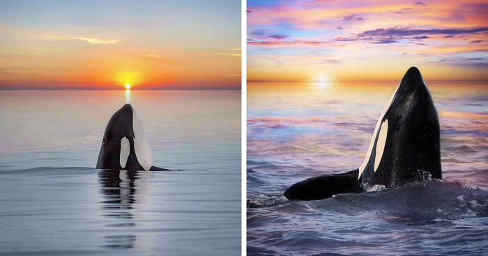 Professional Photographer Captures Magical Photos Of Orcas Basking In A ...