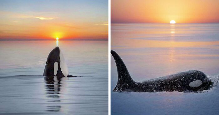Professional Photographer Captures Magical Photos Of Orcas Basking In A ...