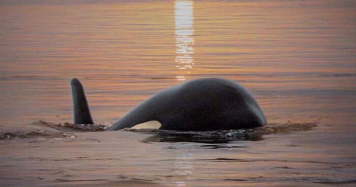 Professional Photographer Captures Magical Photos Of Orcas Basking In A ...