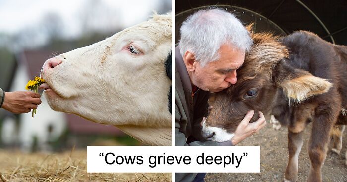 We Show 20 Reasons Why Cows Should Be Petted, Not Farmed (20 Pics)