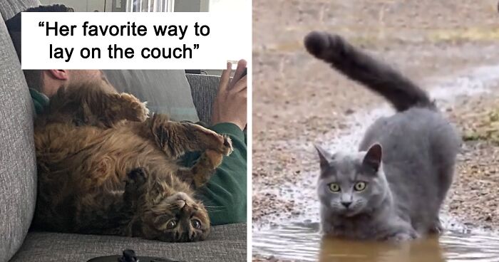 50 Times Cats Hilariously Malfunctioned, Making Owners Ask “What’s ...