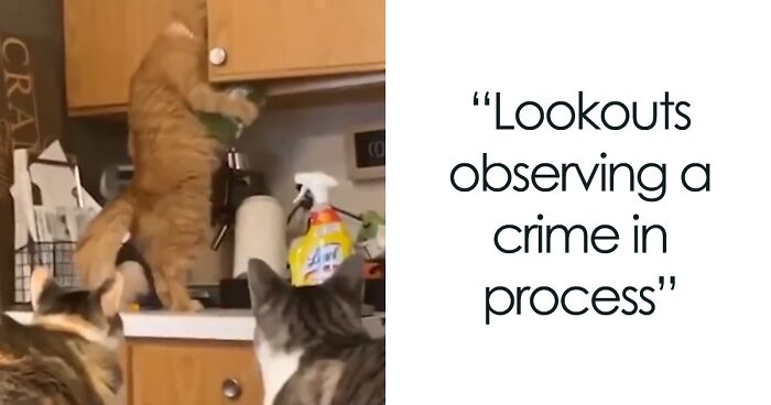 50 Times Cats Hilariously Malfunctioned, Making Owners Ask “What’s ...