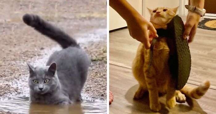 50 Times Cats Hilariously Malfunctioned, Making Owners Ask “What’s ...