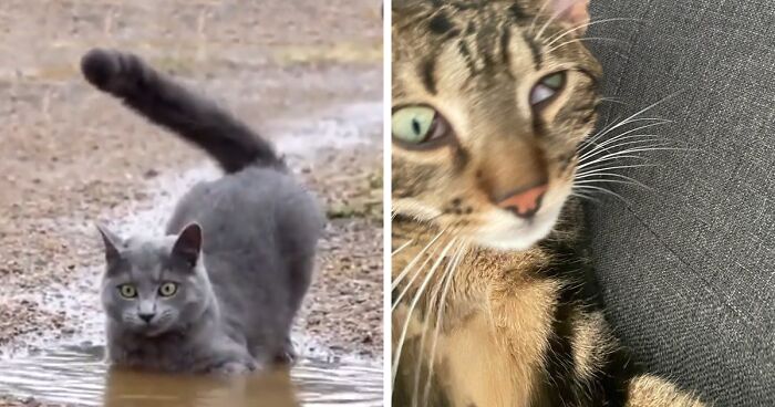 50 Times Cats Hilariously Malfunctioned, Making Owners Ask “What’s ...