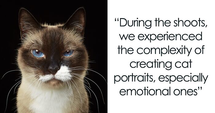 We Tried To Capture The Personality Of Each Of These Cats From A Cat ...