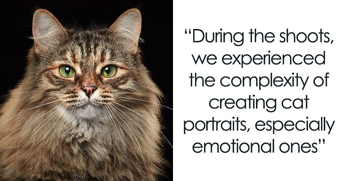 We Tried To Capture The Personality Of Each Of These Cats From A Cat ...