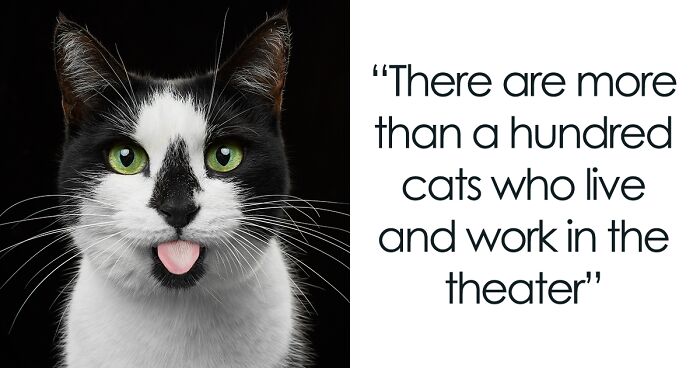 We Tried To Capture The Personality Of Each Of These Cats From A Cat ...
