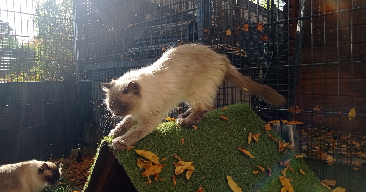 I Built A Small Outdoor Save Space For My Cats | Bored Panda