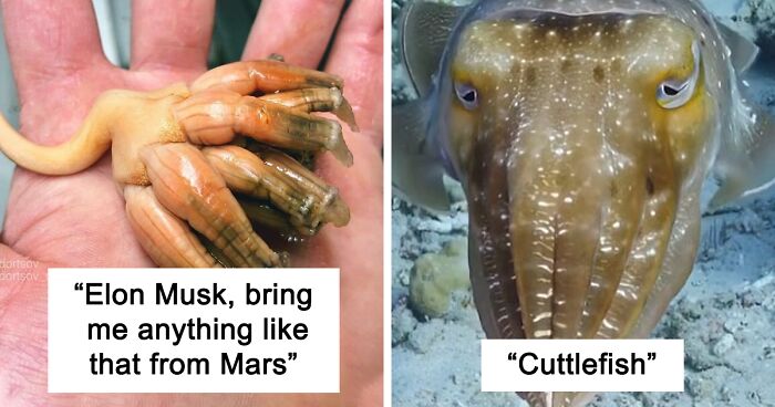 Russian Fisherman Posts Terrifying Creatures Of The Deep Sea That He ...