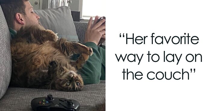 50 Times Cats Hilariously Malfunctioned, Making Owners Ask “What’s ...