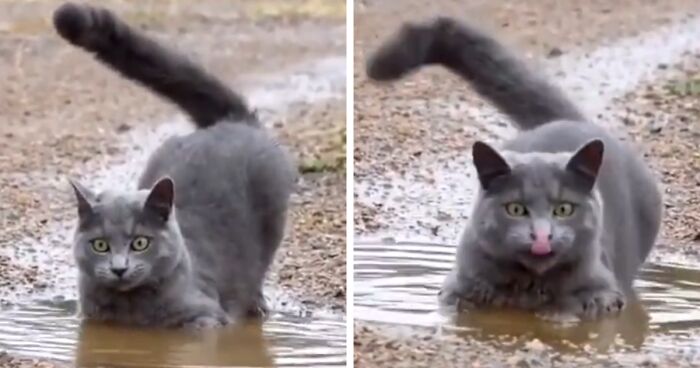 50 Times Cats Hilariously Malfunctioned, Making Owners Ask “What’s ...