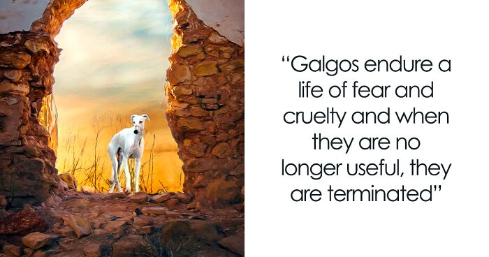 I Take Photos Of Galgos To Bring Attention To Their Terrible Living ...