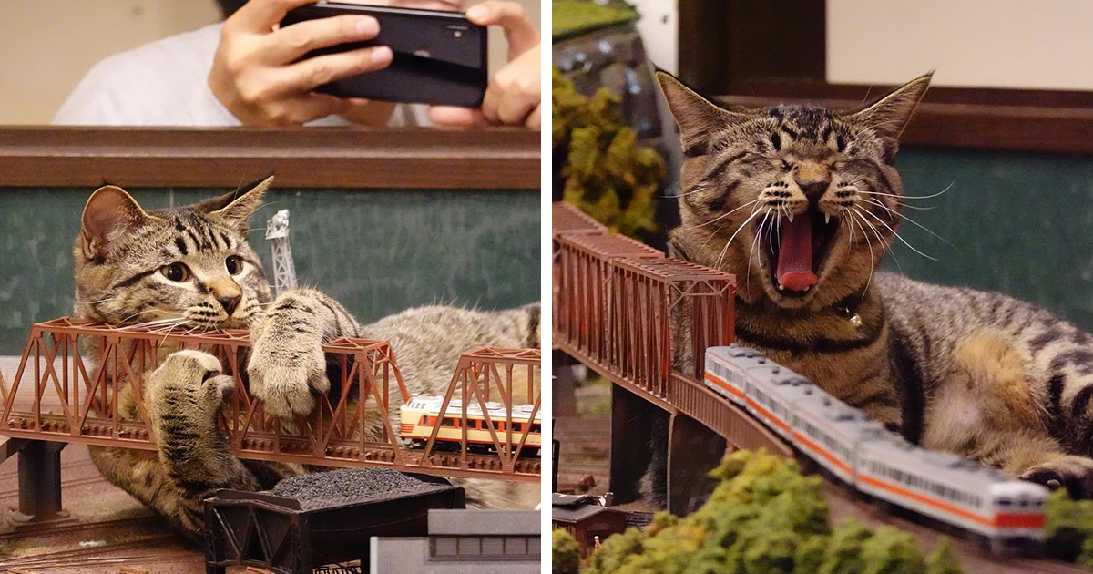 Stray Cats Saved A Diorama Restaurant During The Pandemic By Simply ...