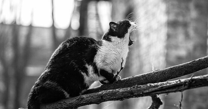 I Capture The Hilarious Logic Of Monorail Cats (24 Pics) | Bored Panda