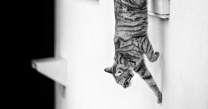 I Capture The Hilarious Logic Of Monorail Cats (24 Pics) | Bored Panda