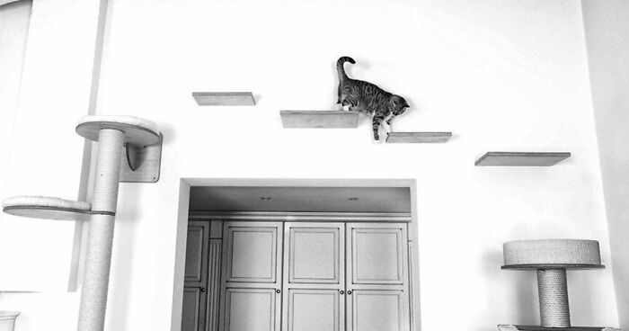 I Capture The Hilarious Logic Of Monorail Cats (24 Pics) | Bored Panda