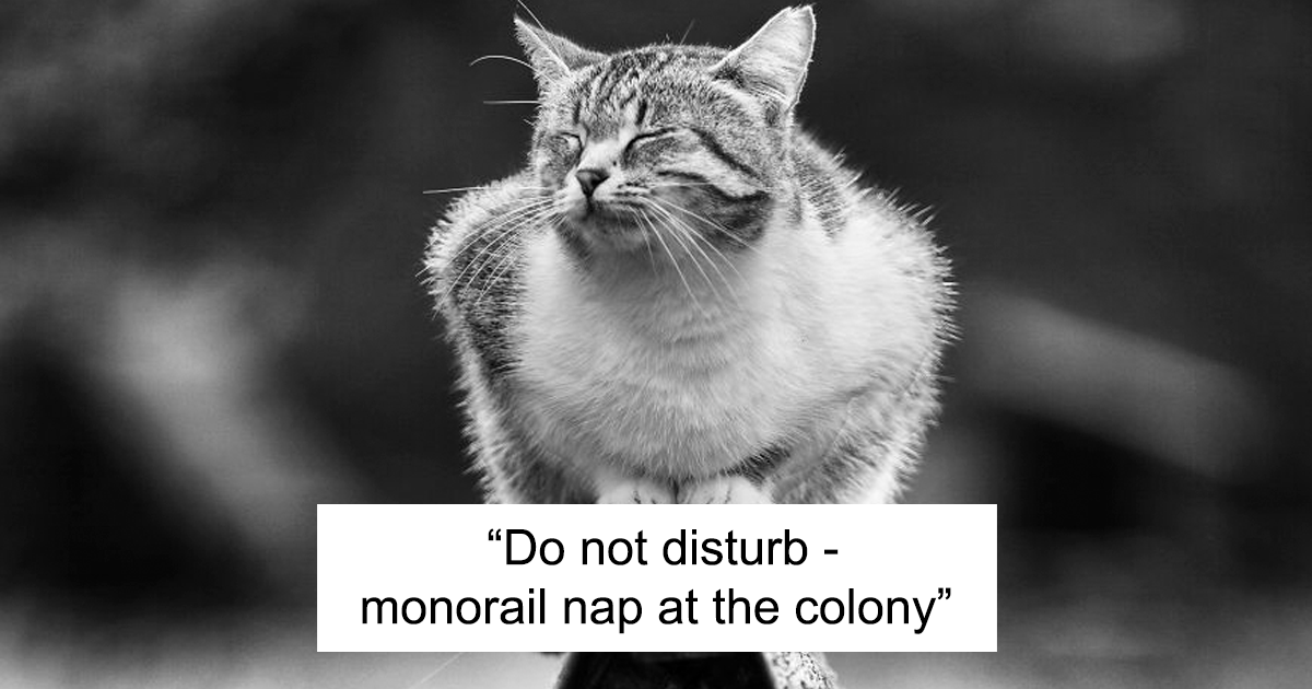 I Capture The Hilarious Logic Of Monorail Cats (24 Pics) | Bored Panda
