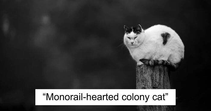 I Capture The Hilarious Logic Of Monorail Cats (24 Pics) | Bored Panda