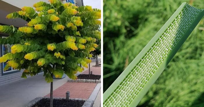 50 Visually Pleasing Examples Of Geometrical Symmetry In Nature (New ...
