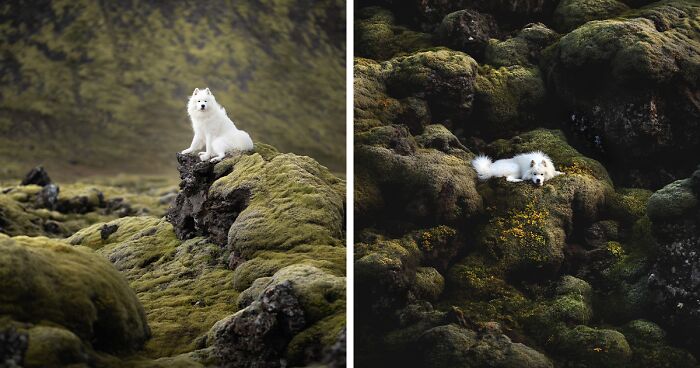 Adventurous Dogs In Breathtaking Landscapes: I Photographed Four-Legged ...