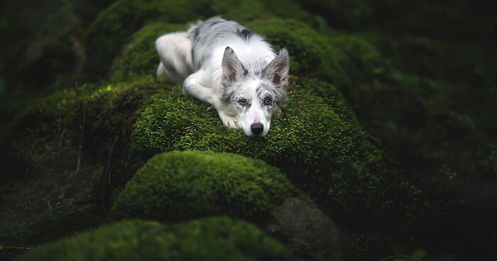 Adventurous Dogs In Breathtaking Landscapes: I Photographed Four-Legged ...