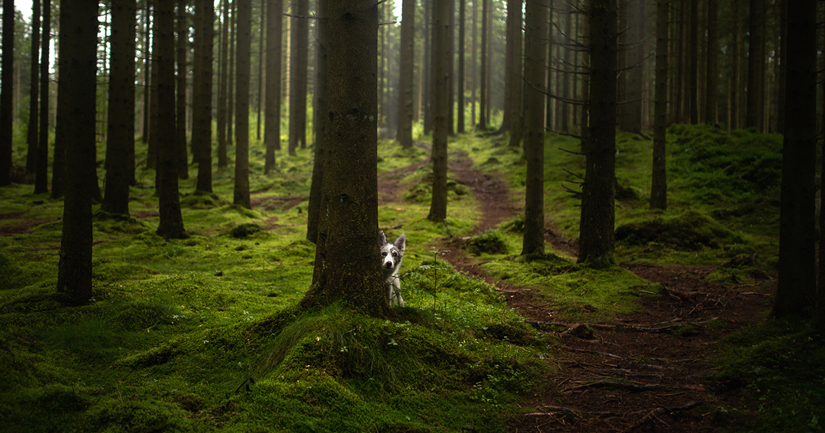 Adventurous Dogs In Breathtaking Landscapes: I Photographed Four-Legged ...
