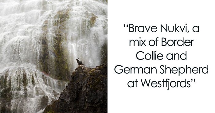 Adventurous Dogs In Breathtaking Landscapes: I Photographed Four-Legged ...