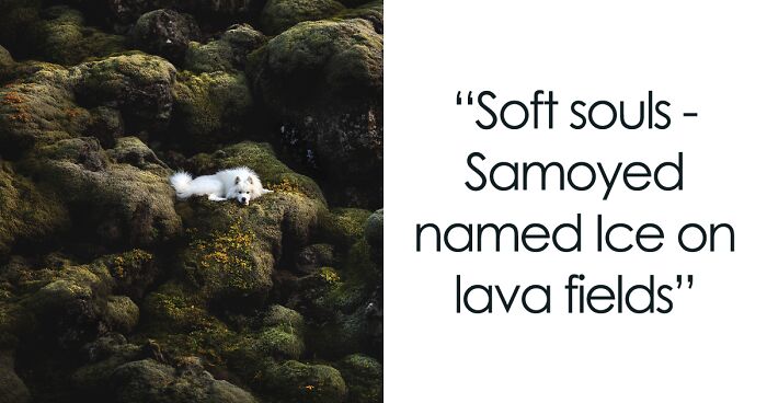 Adventurous Dogs In Breathtaking Landscapes: I Photographed Four-Legged ...