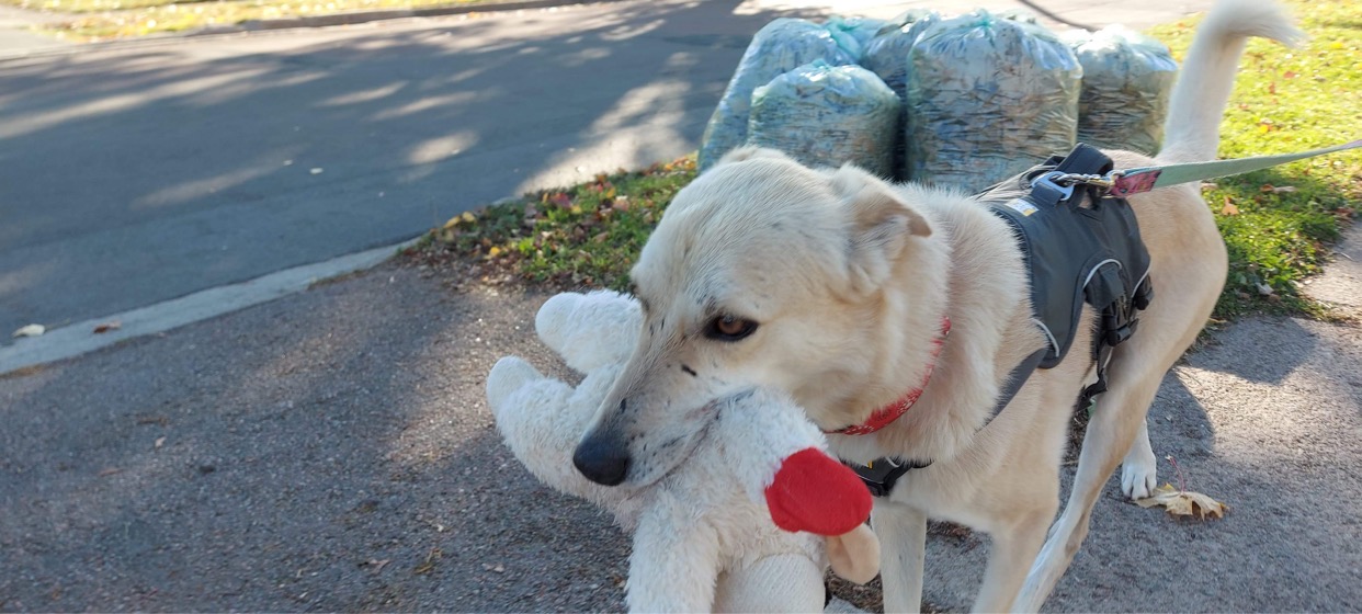 14 Heartwarming Instances Of Rescue Dogs Building Trust With Their ...