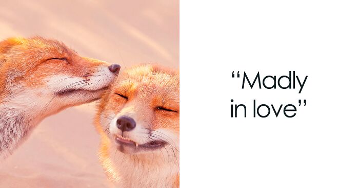 My 29 Photos Of Foxes Showing Love Might Just Be The Thing You Need For ...