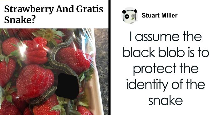 "Bored Panda Best Comment Awards": 50 Funny Times The Comments Made Our ...