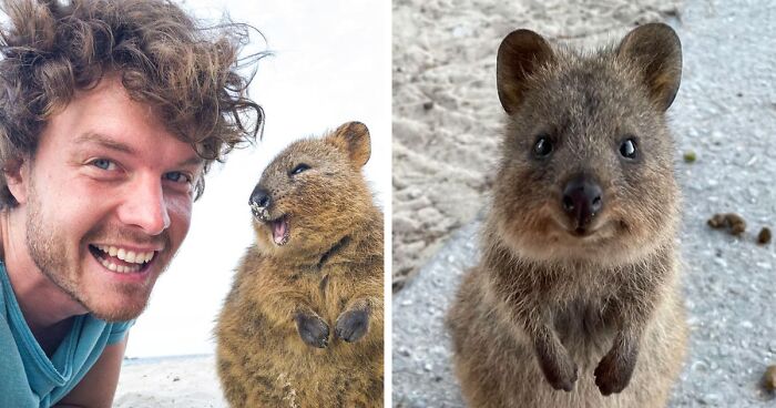 30 Quokka Pics That Are Almost Too Cute To Handle