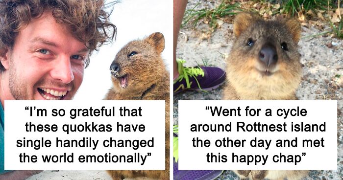 30 Quokka Pics That Are Almost Too Cute To Handle