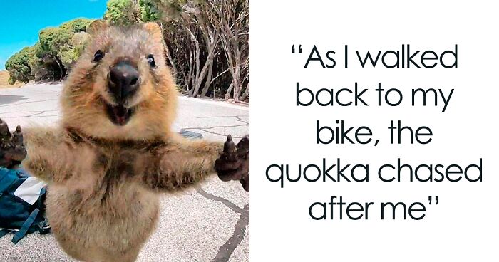 30 Quokka Pics That Are Almost Too Cute To Handle