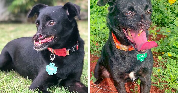 Meet Odin, The Dog Who Lost Part Of His Snout In An Accident And Still ...