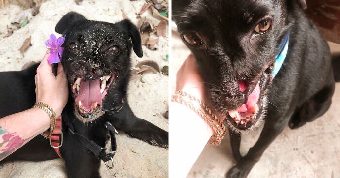 Meet Odin, The Dog Who Lost Part Of His Snout In An Accident And Still ...