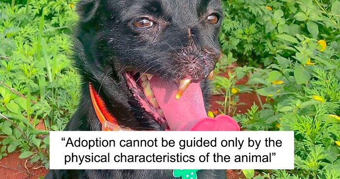 Meet Odin, The Dog Who Lost Part Of His Snout In An Accident And Still ...