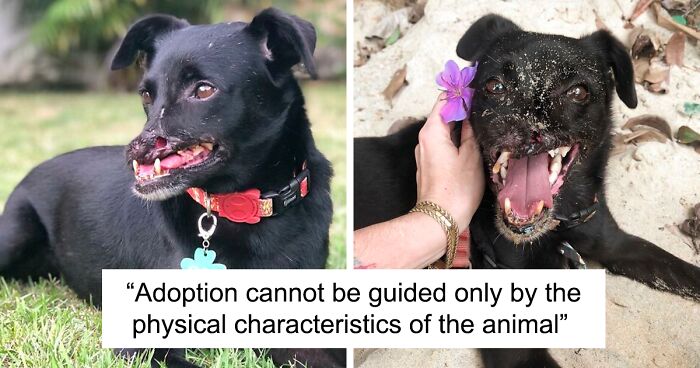 Meet Odin, The Dog Who Lost Part Of His Snout In An Accident And Still ...